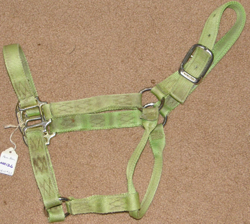 halters cob yearling