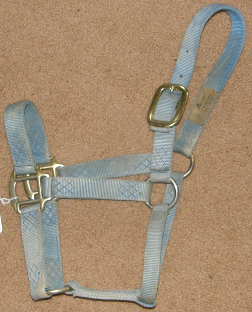 halters cob yearling