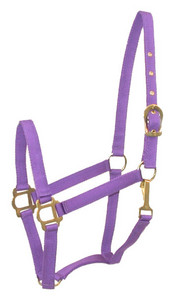 halters cob yearling