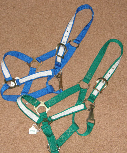 halters cob yearling